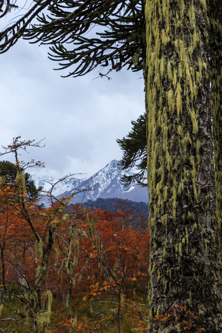 Parque Nacional Conguillío, Guia de Parques Nacionais em CHILE