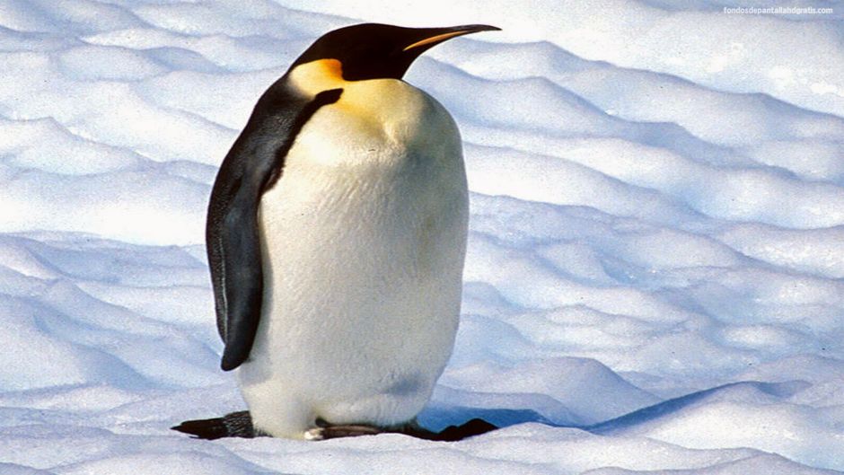 pinguim de imperador, Guia de Fauna. RutaChile