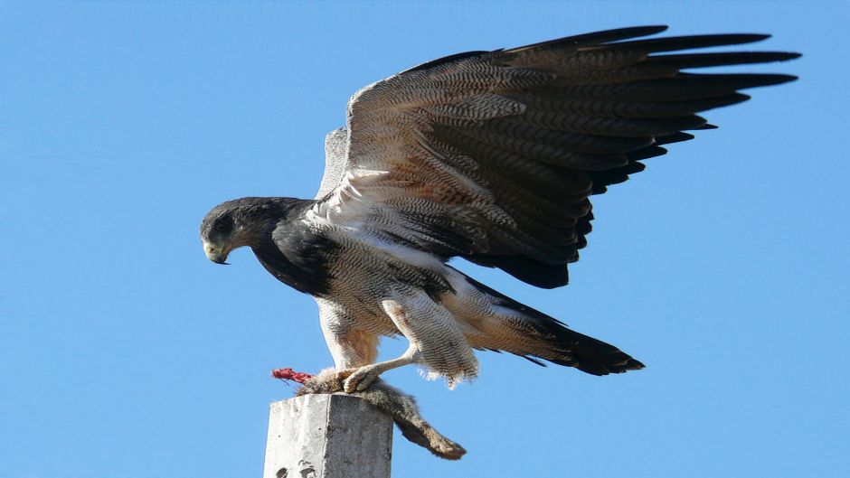 Eagle, guia de aves.