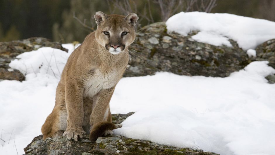 Puma, Guia de Fauna. RutaChile