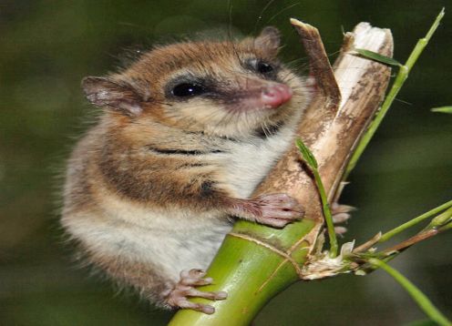 Monito del Monte, Guia de Fauna. RutaChile