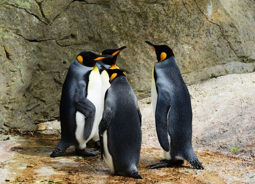 pinguim de imperador, Guia de Fauna. RutaChile